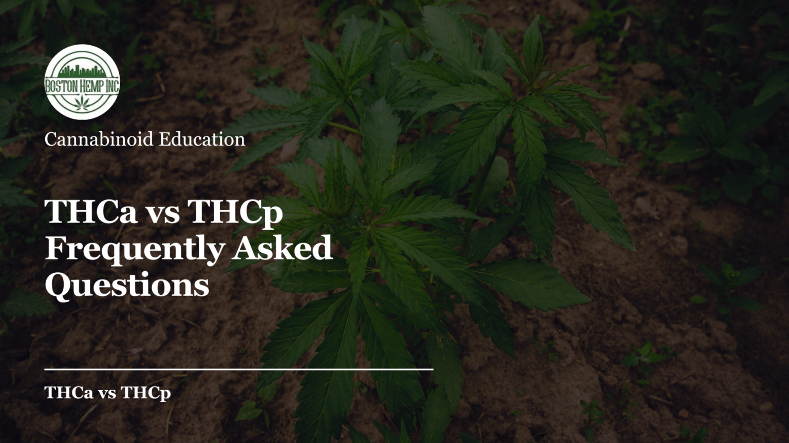 THCa vs THCp: Differences & Effects Explained