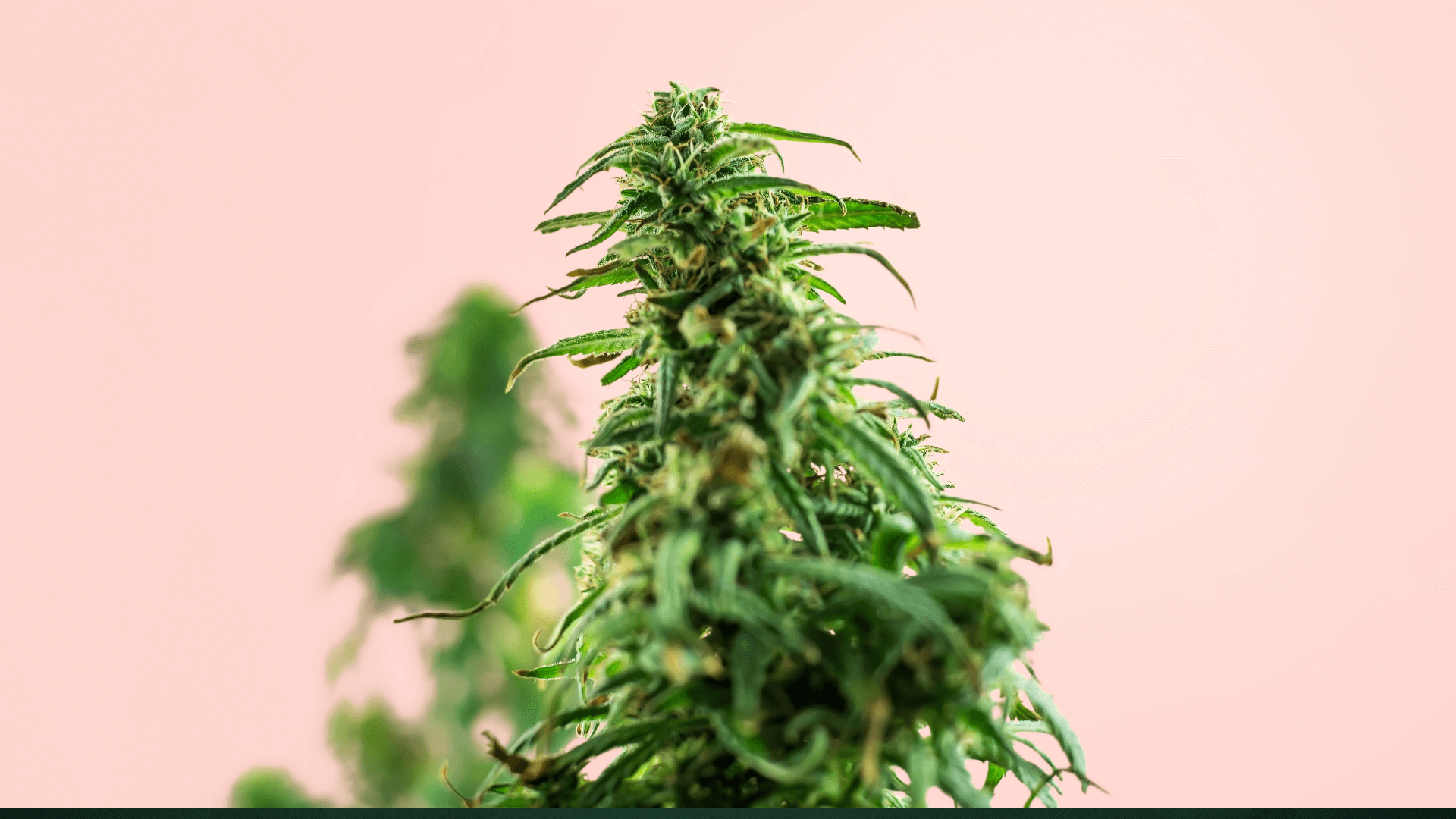 Delta 8 vs HHC: Effects, Benefits & Key Differences