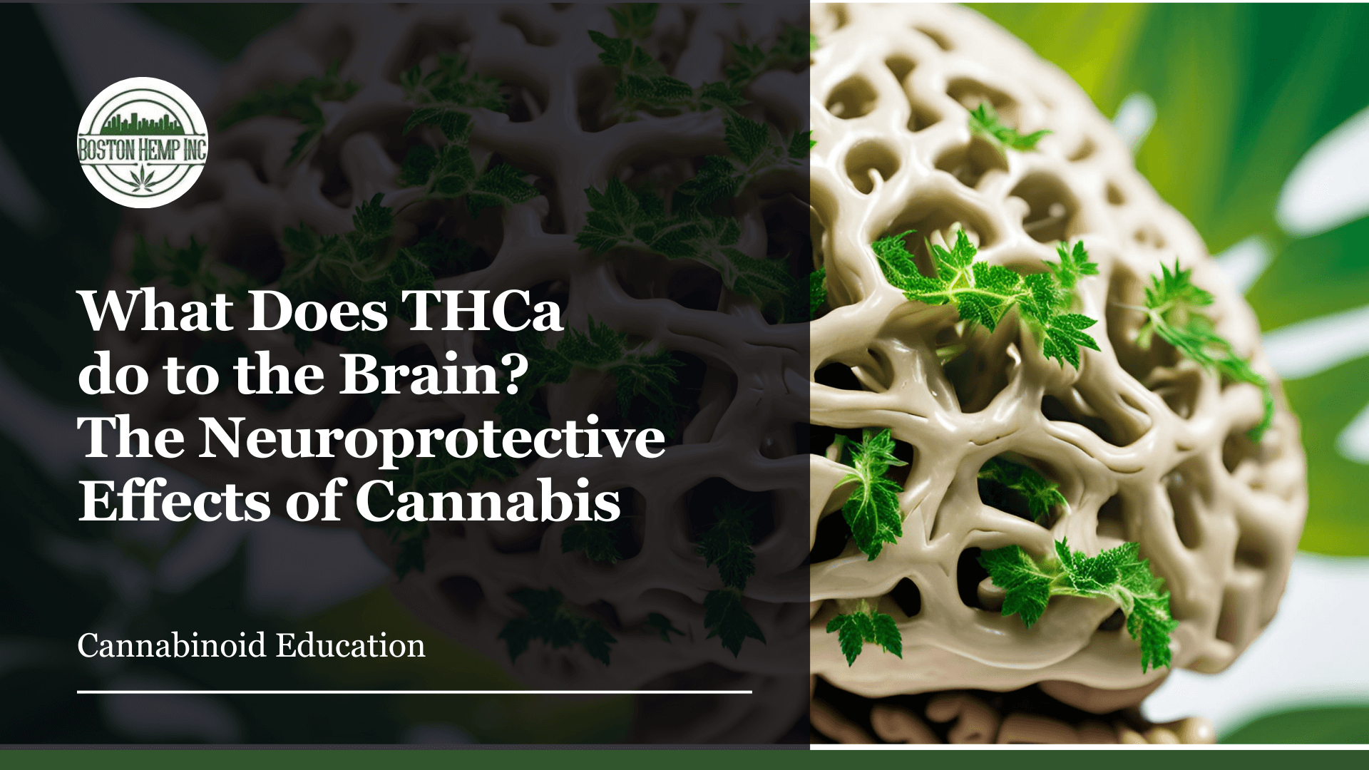What Does THCA Do to the Brain?